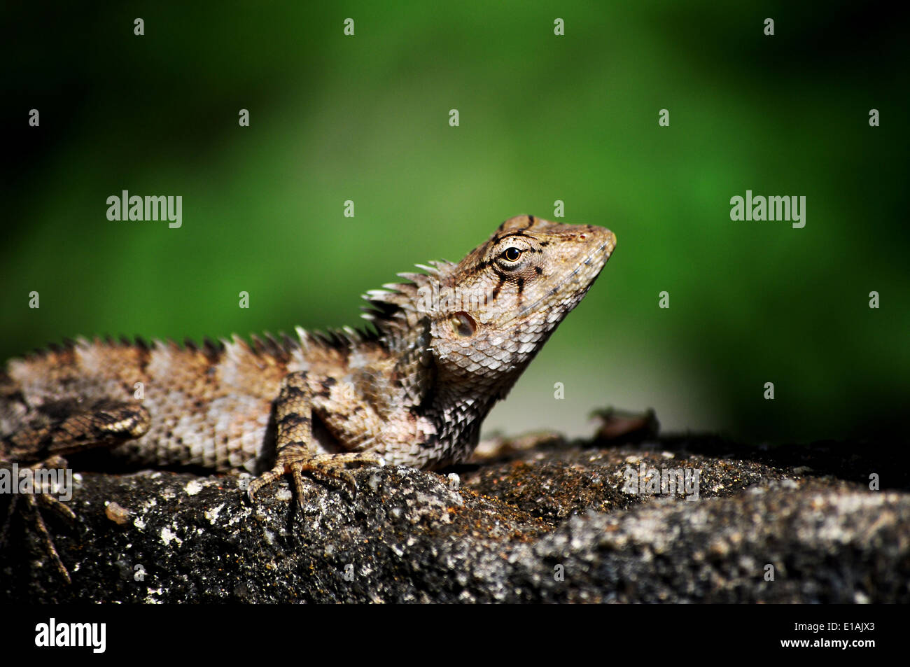 Garden lizard posing Stock Photo - Alamy