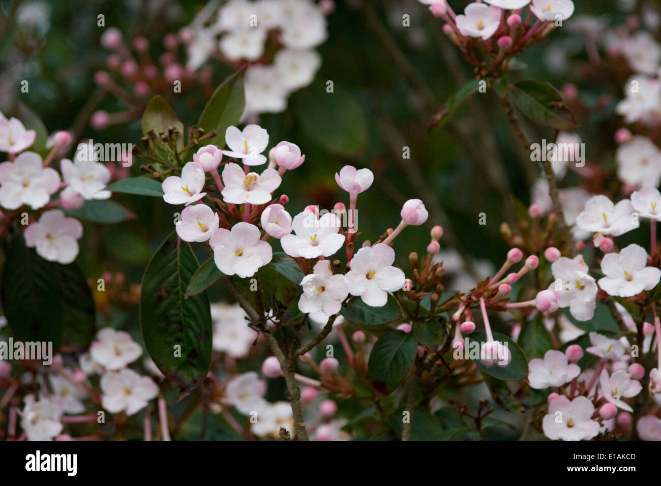 Petite and pretty flowers hi-res stock photography and images - Alamy