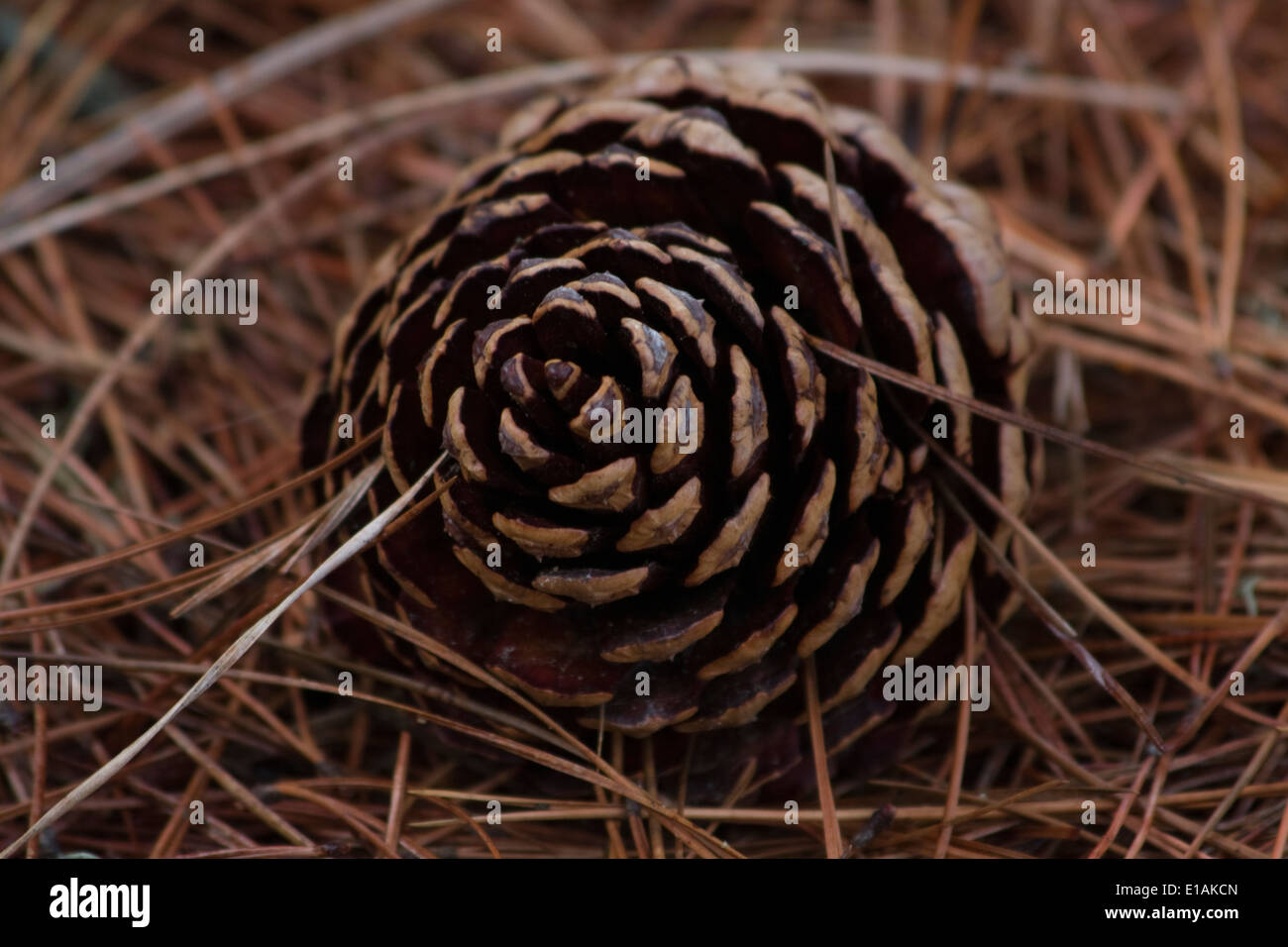 Pine cone and needles hi-res stock photography and images - Alamy