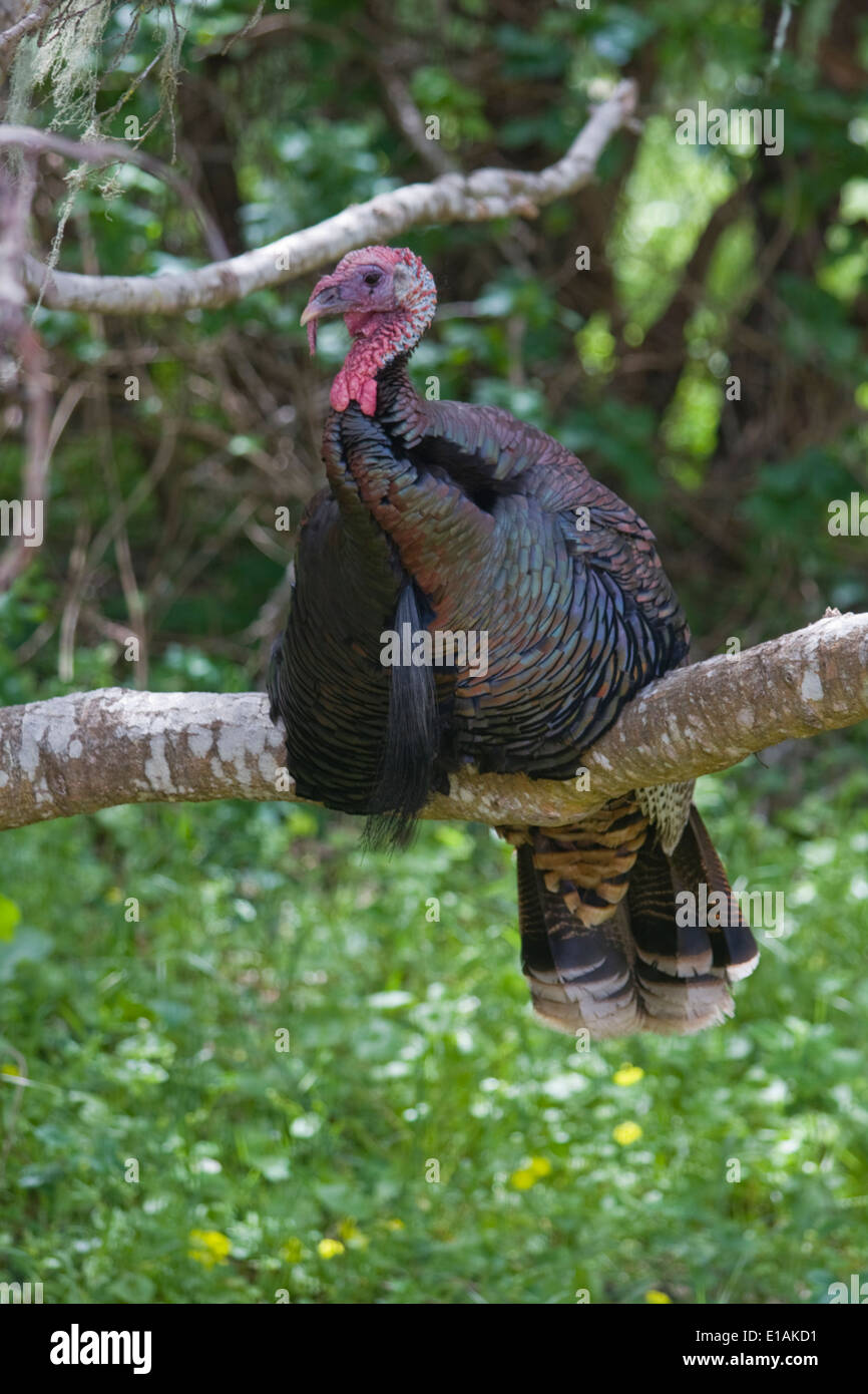 A wild turkey sitting in a tree in Fort Ord, California Stock Photo - Alamy