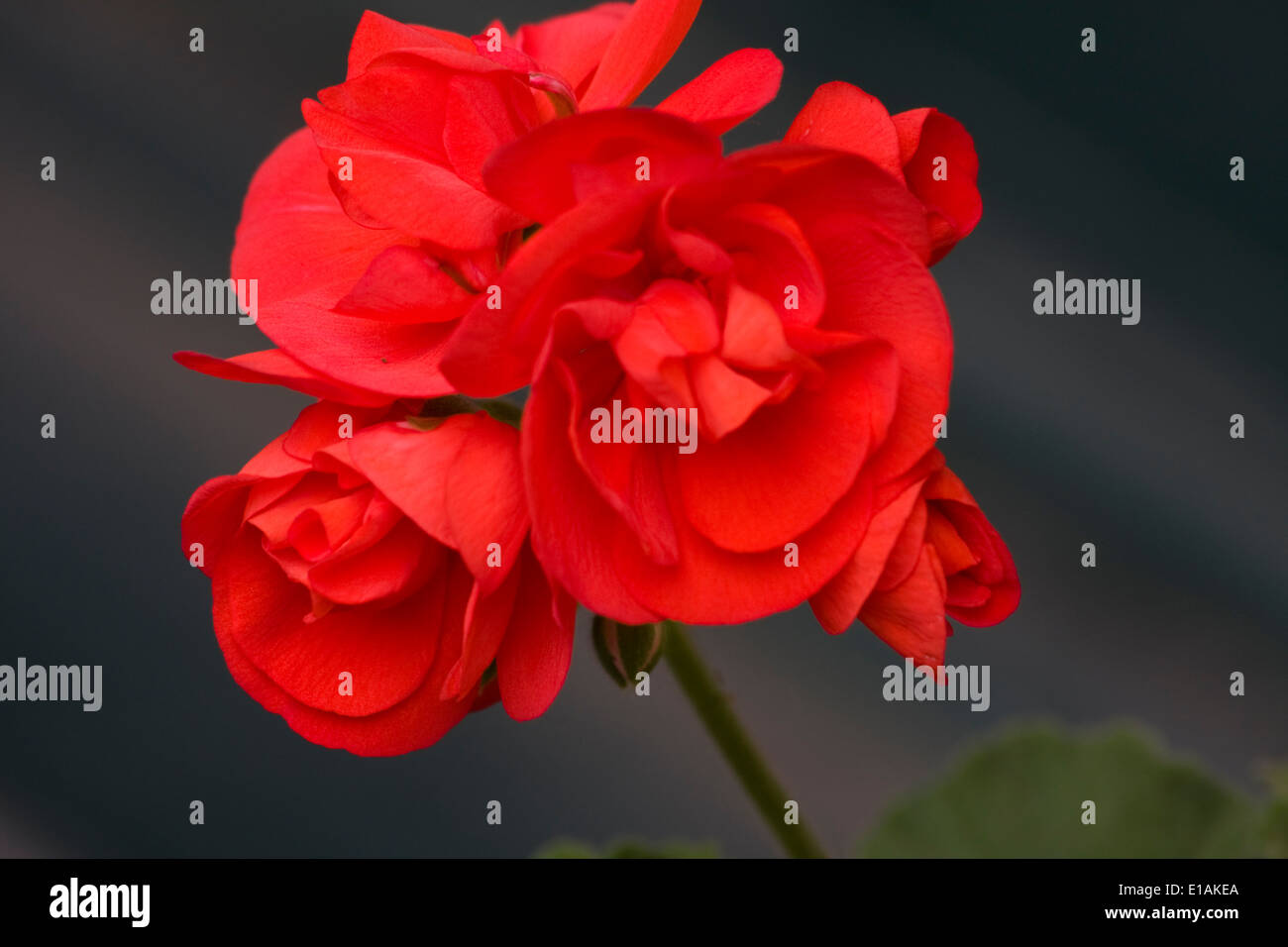 Geranium happy hi-res stock photography and images - Alamy