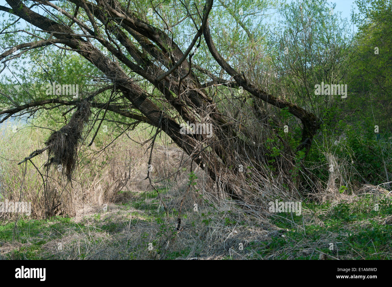 The spring landscape with willows and dry grass Stock Photo - Alamy