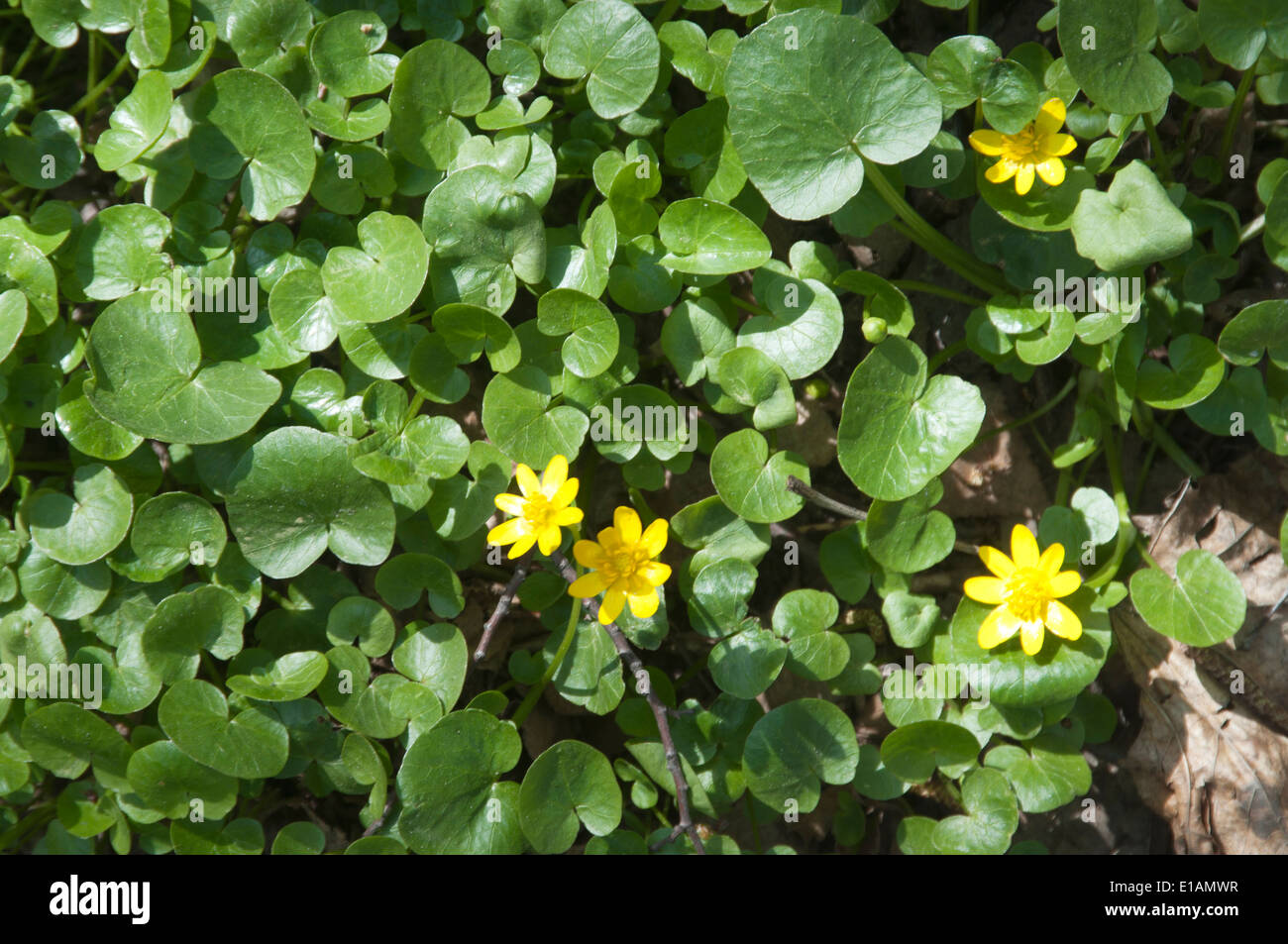 Buttercup ficaria flowers in spring, closeup shot Stock Photo - Alamy