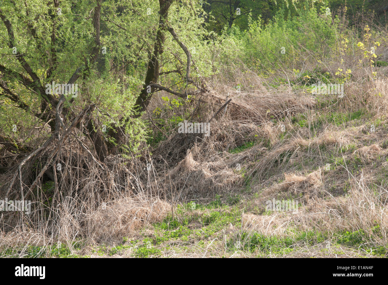 The spring landscape with willows and dry grass Stock Photo - Alamy
