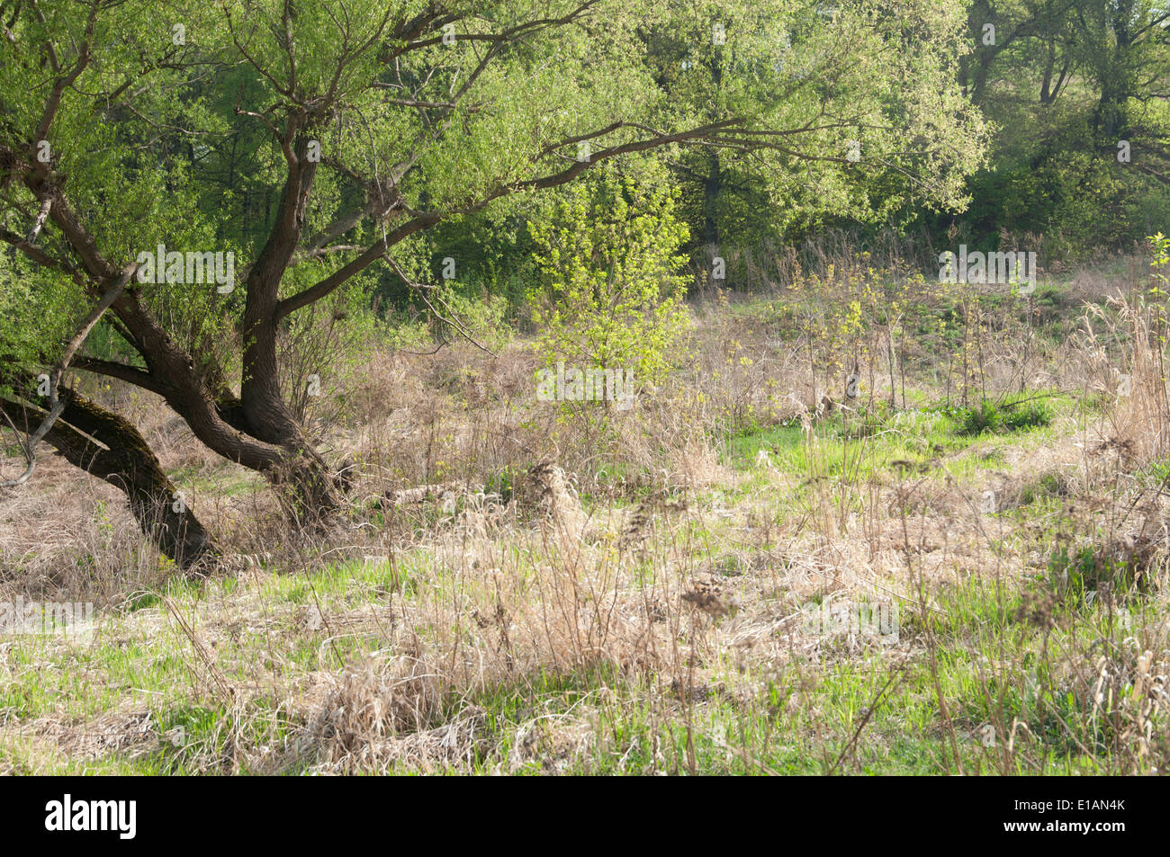 The spring landscape with willows and dry grass Stock Photo - Alamy
