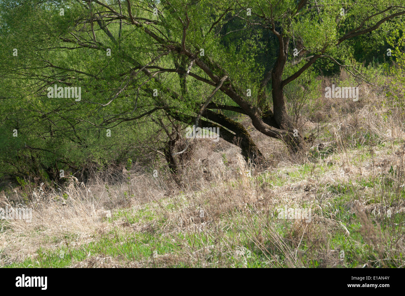 The spring landscape with willows and dry grass Stock Photo - Alamy