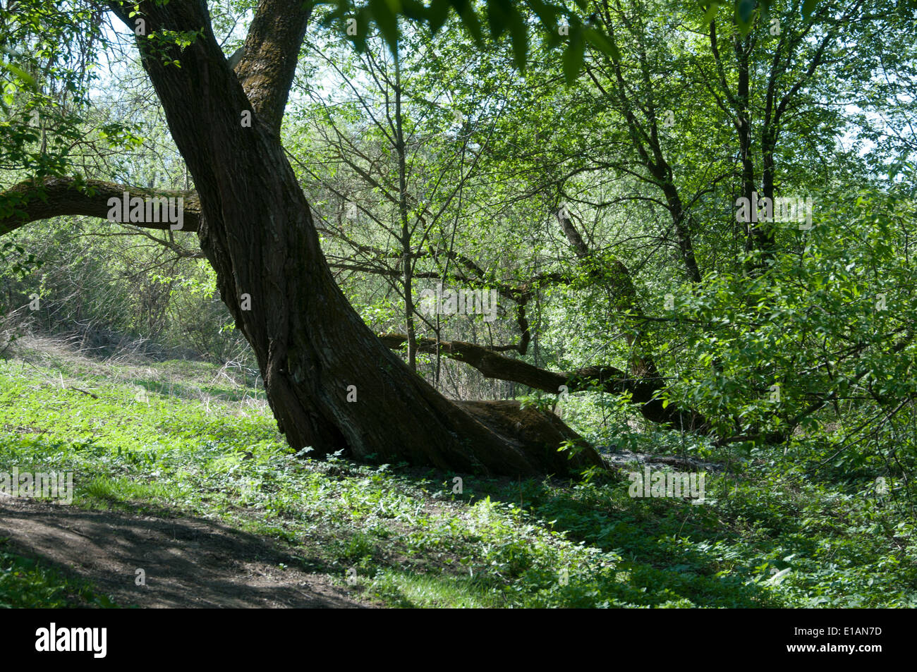 The spring landscape with willows and dry grass Stock Photo - Alamy
