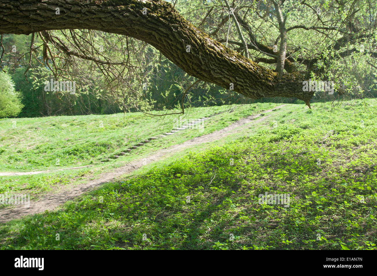 The spring landscape with willow branch and path Stock Photo - Alamy
