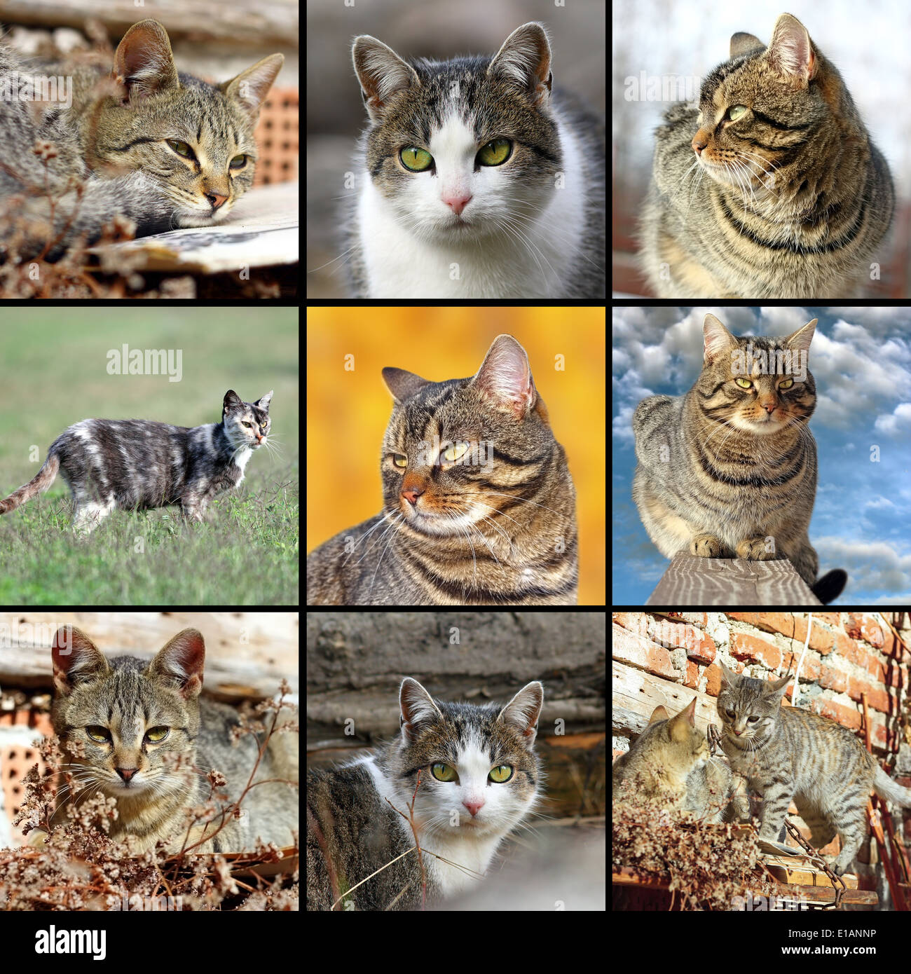 collection of different images with domestic cats in one collage Stock ...