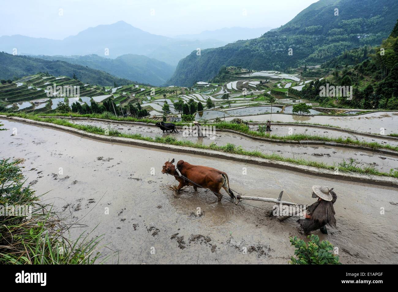 Qingtian High Resolution Stock Photography and Images - Alamy