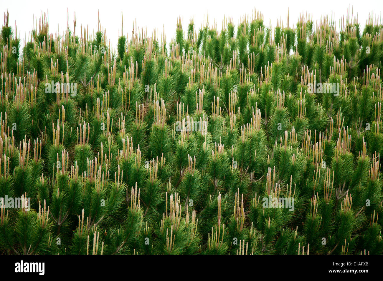 Spiky texture hi-res stock photography and images - Alamy