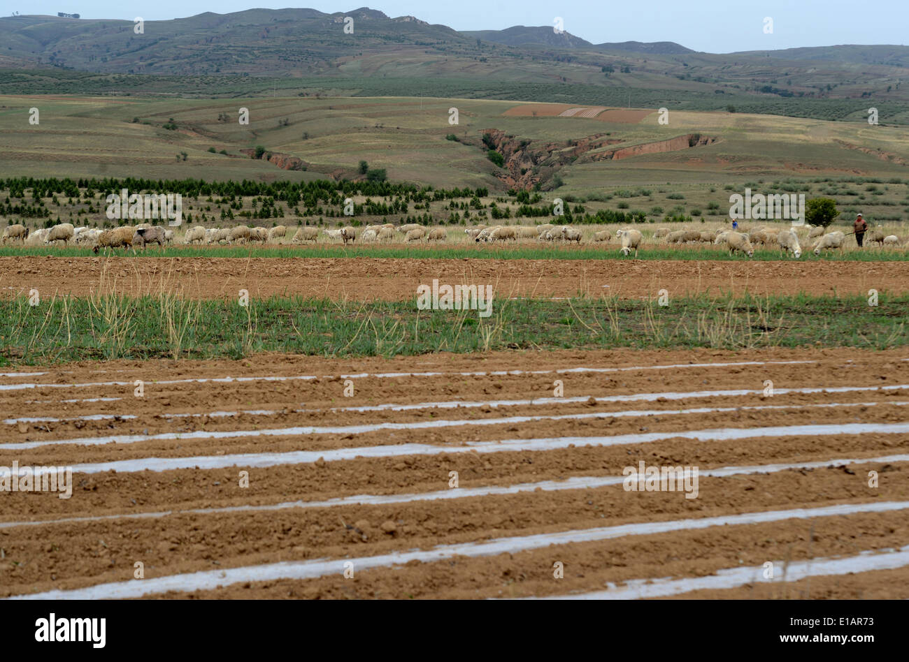 Qingshuihe, China's Inner Mongolia Autonomous Region. 24th May, 2014 ...