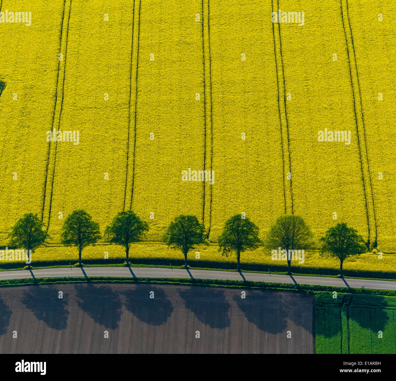 Aerial view, canola fields, canola cultivation,North Rhine-Westphalia ...