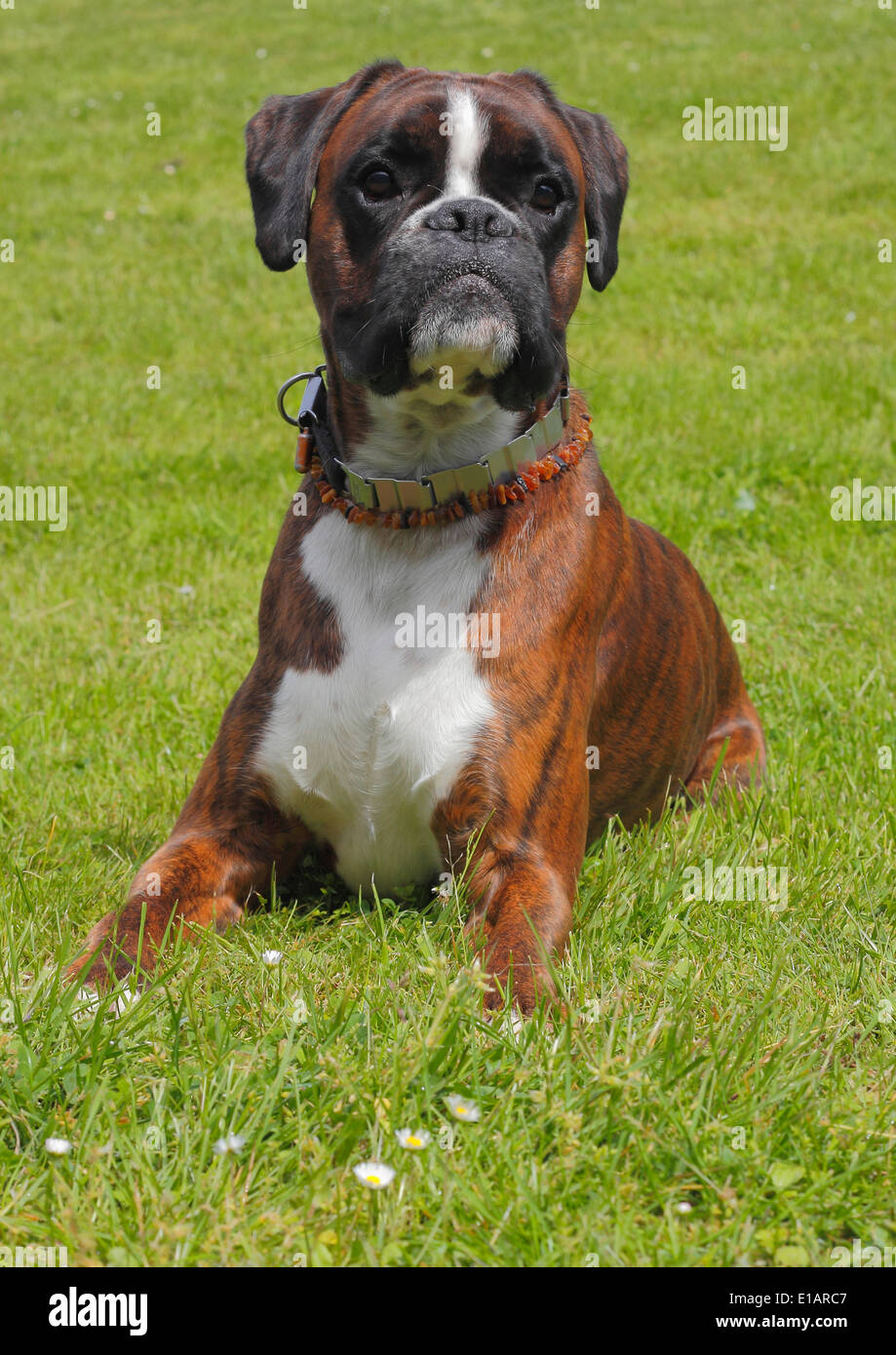 Boxer or German Boxer, lying on a meadow Stock Photo - Alamy