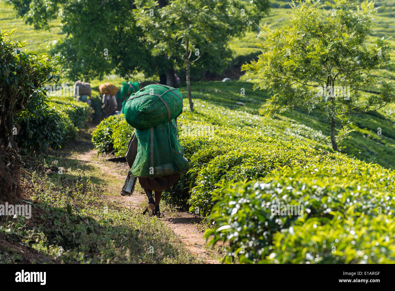 Tea pluckers india hi-res stock photography and images - Alamy