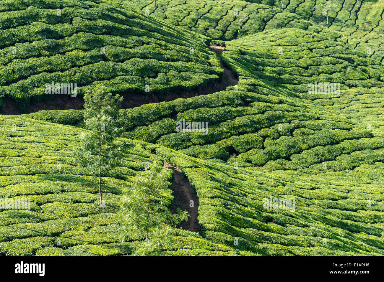 Western ghats india hi-res stock photography and images - Alamy