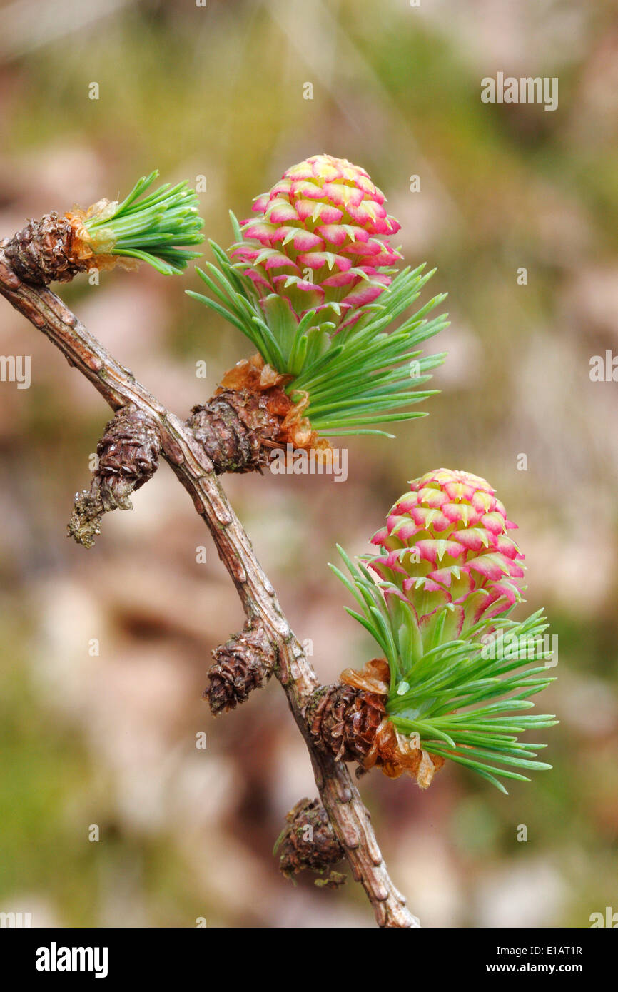 Larix decidua twig hi-res stock photography and images - Alamy