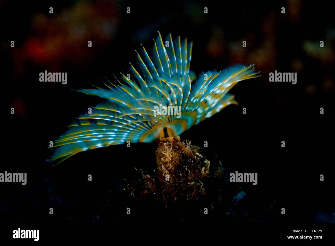 Sabella worm hi-res stock photography and images - Alamy