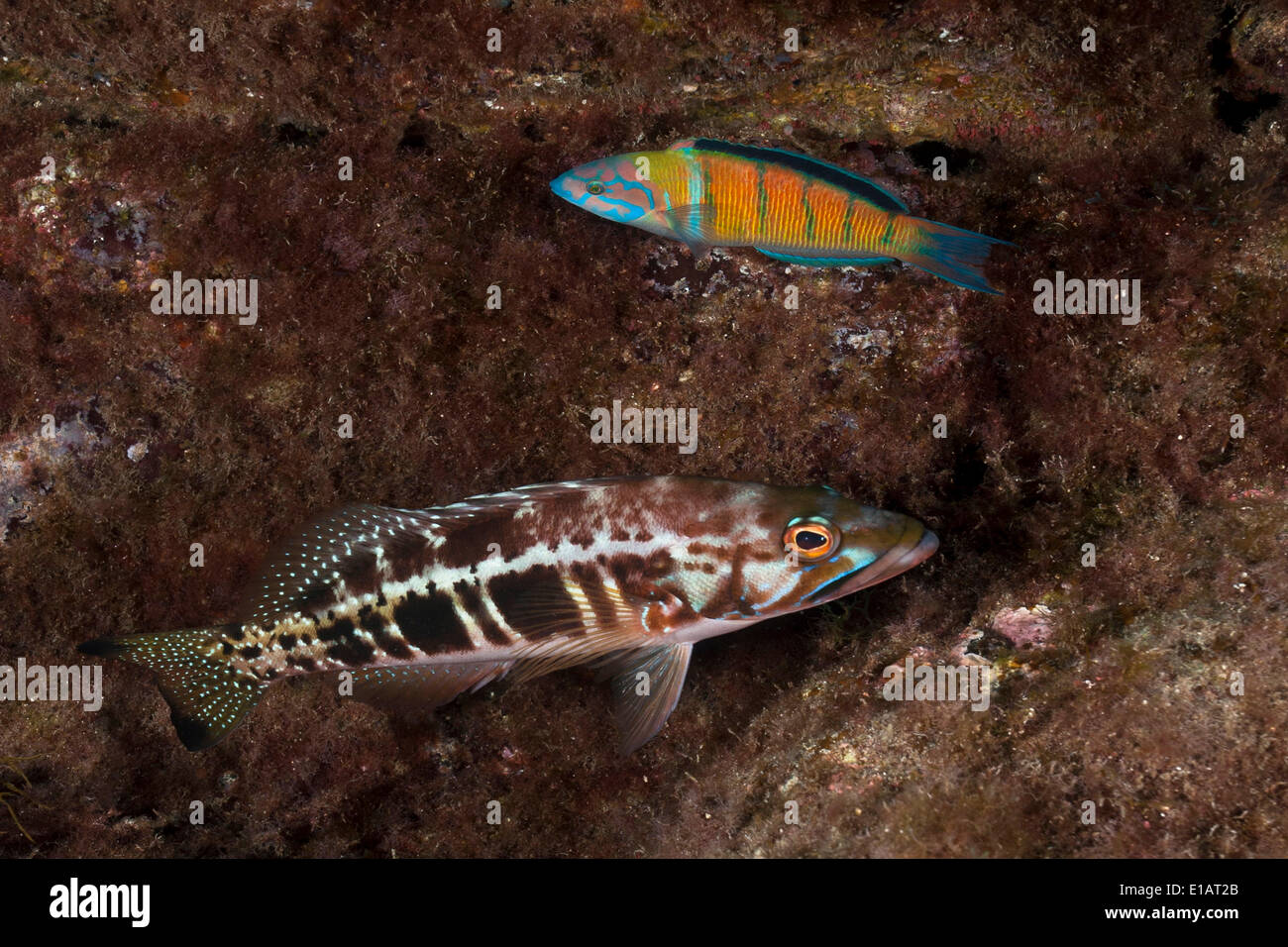 Labridae wrasse wrasses High Resolution Stock Photography and Images ...
