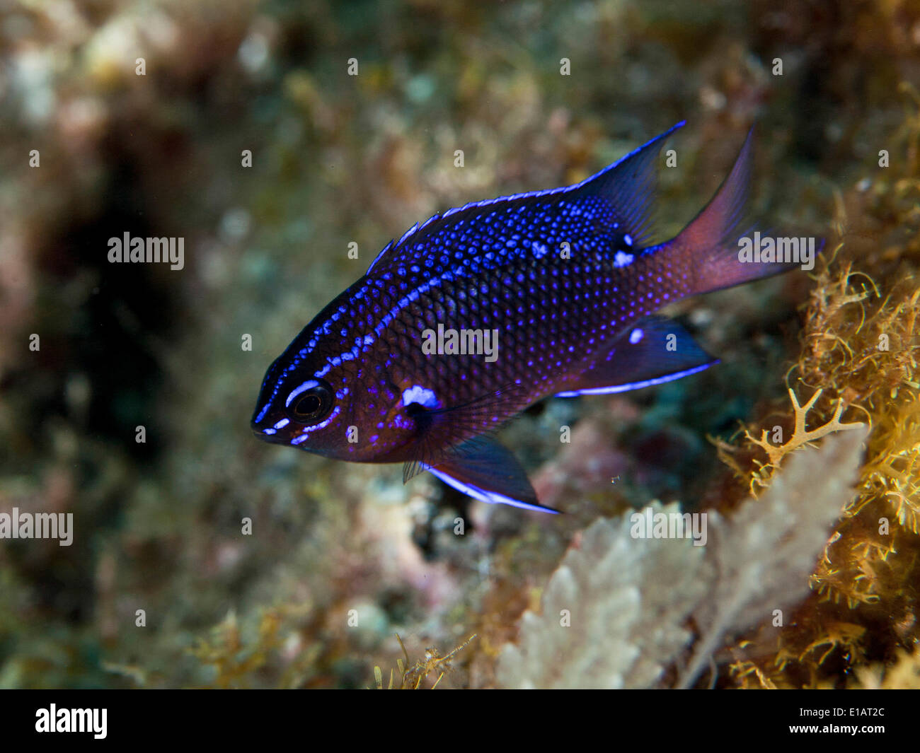 Blue Velvet Damselfish