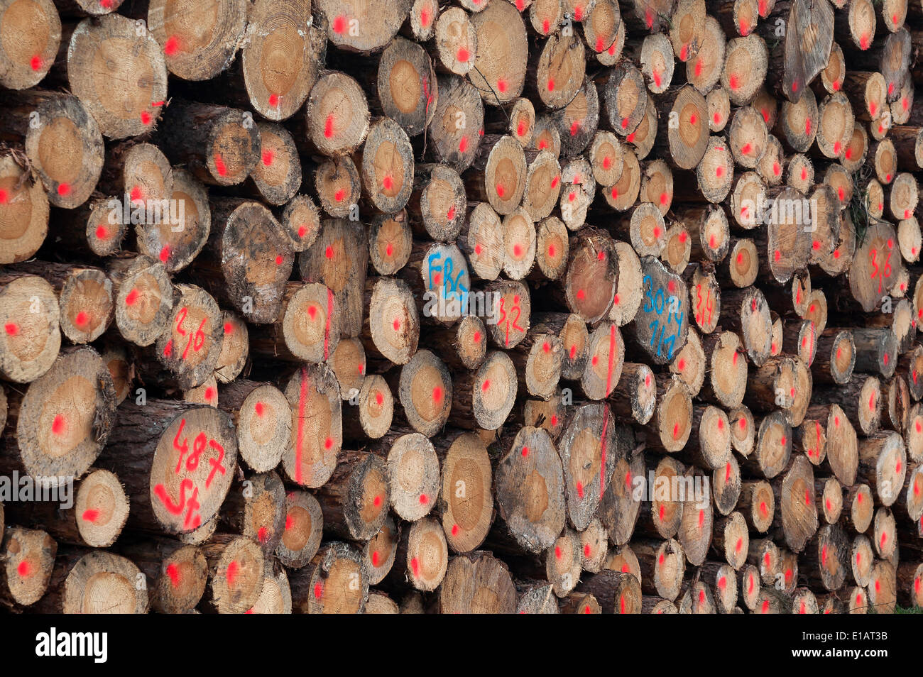 Stacked and marked Spruce logs (Picea), Bavaria, Germany Stock Photo ...