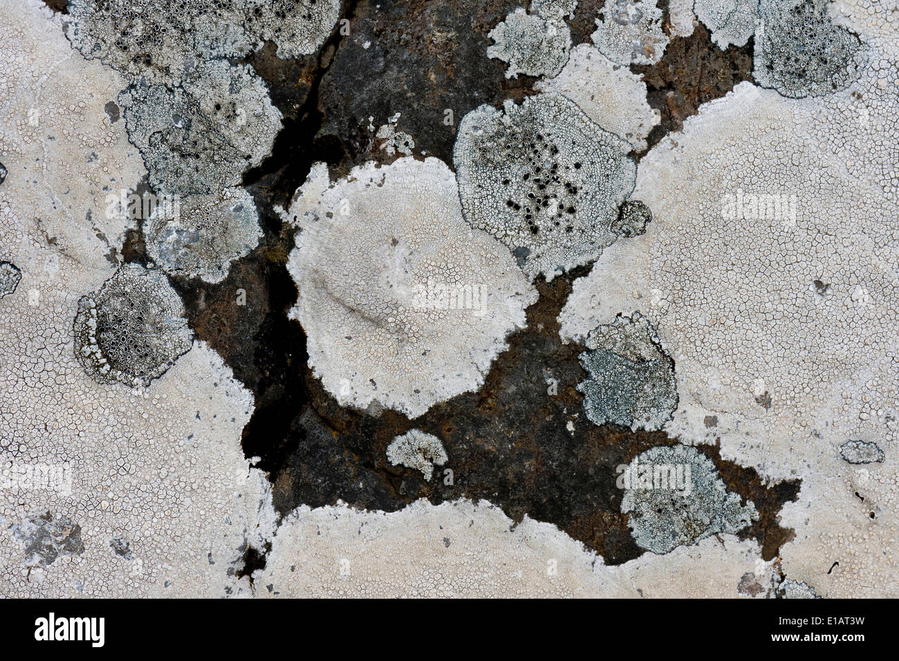Lichen on rock rocks hi-res stock photography and images - Alamy