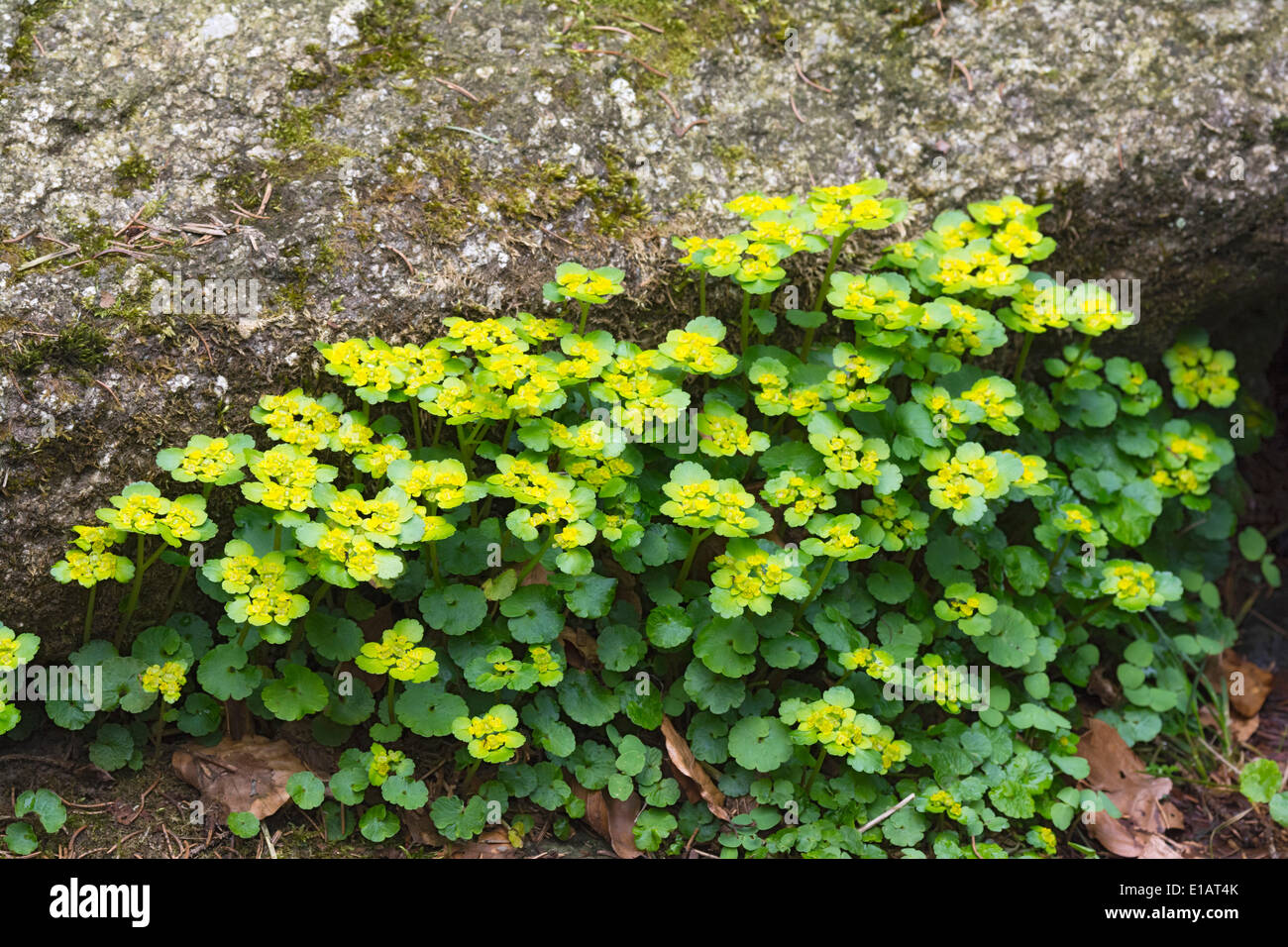Alternate-leaved golden saxifrage (Chrysosplenium alternifolium ...