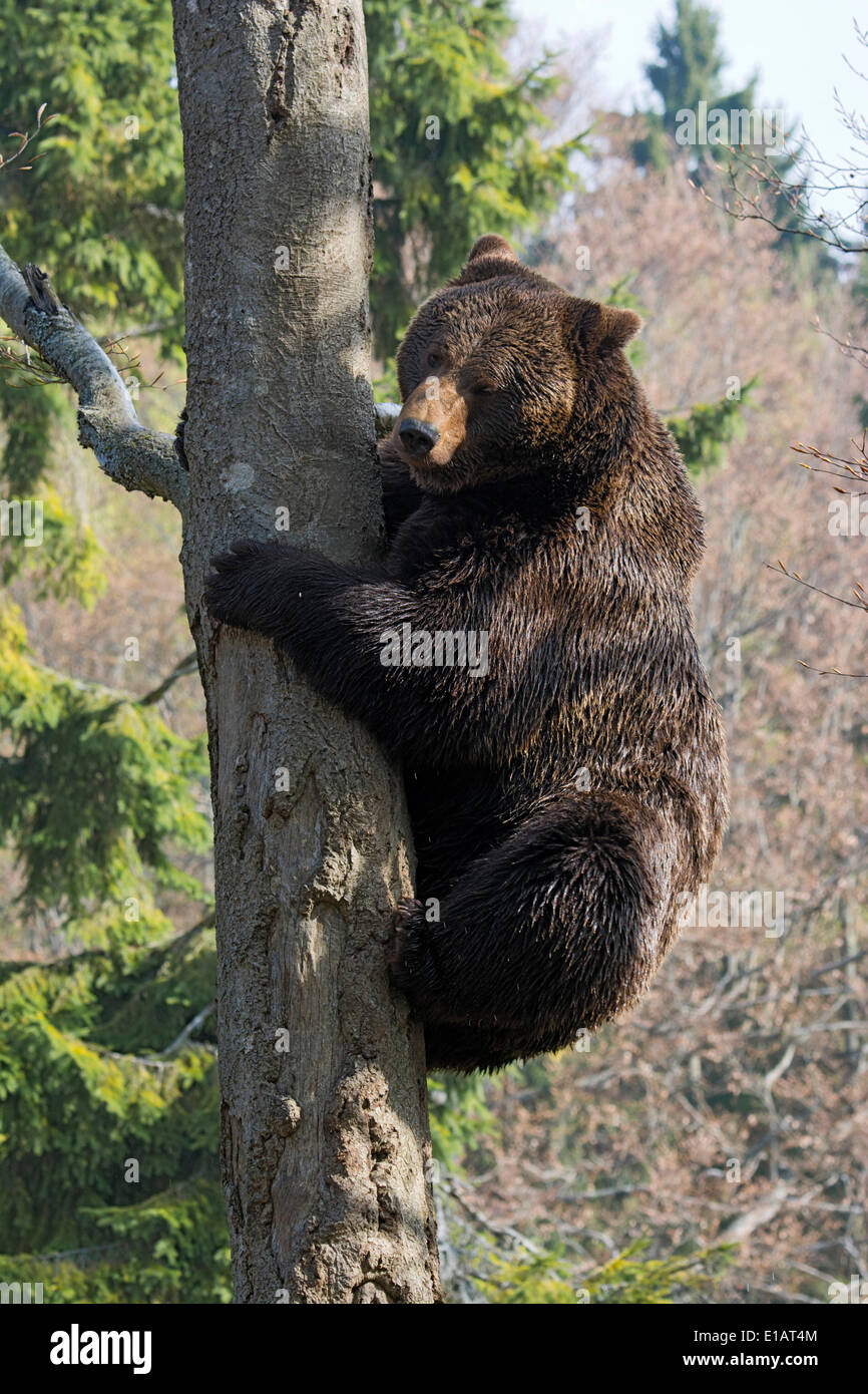 Brown bear (Ursus arctos), male climbing tree, captive, animal ...