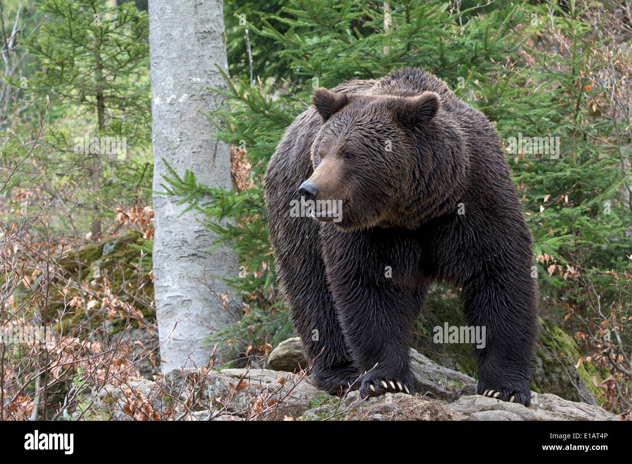 Brown bear (Ursus arctos), male, captive, animal enclosure, Bavarian ...