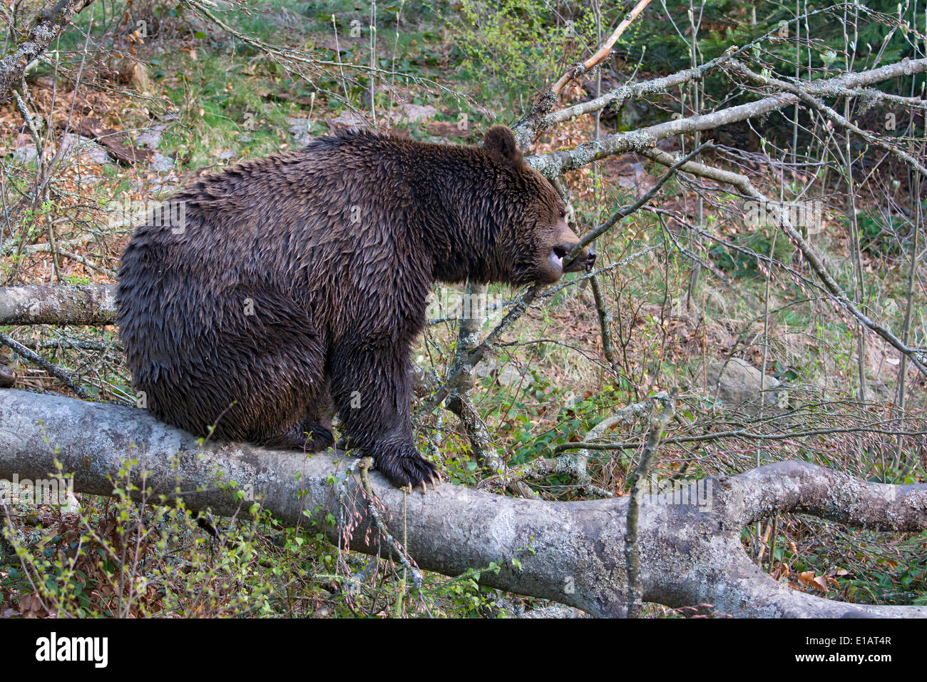 Brown bear (Ursus arctos), male, captive, animal enclosure, Bavarian ...