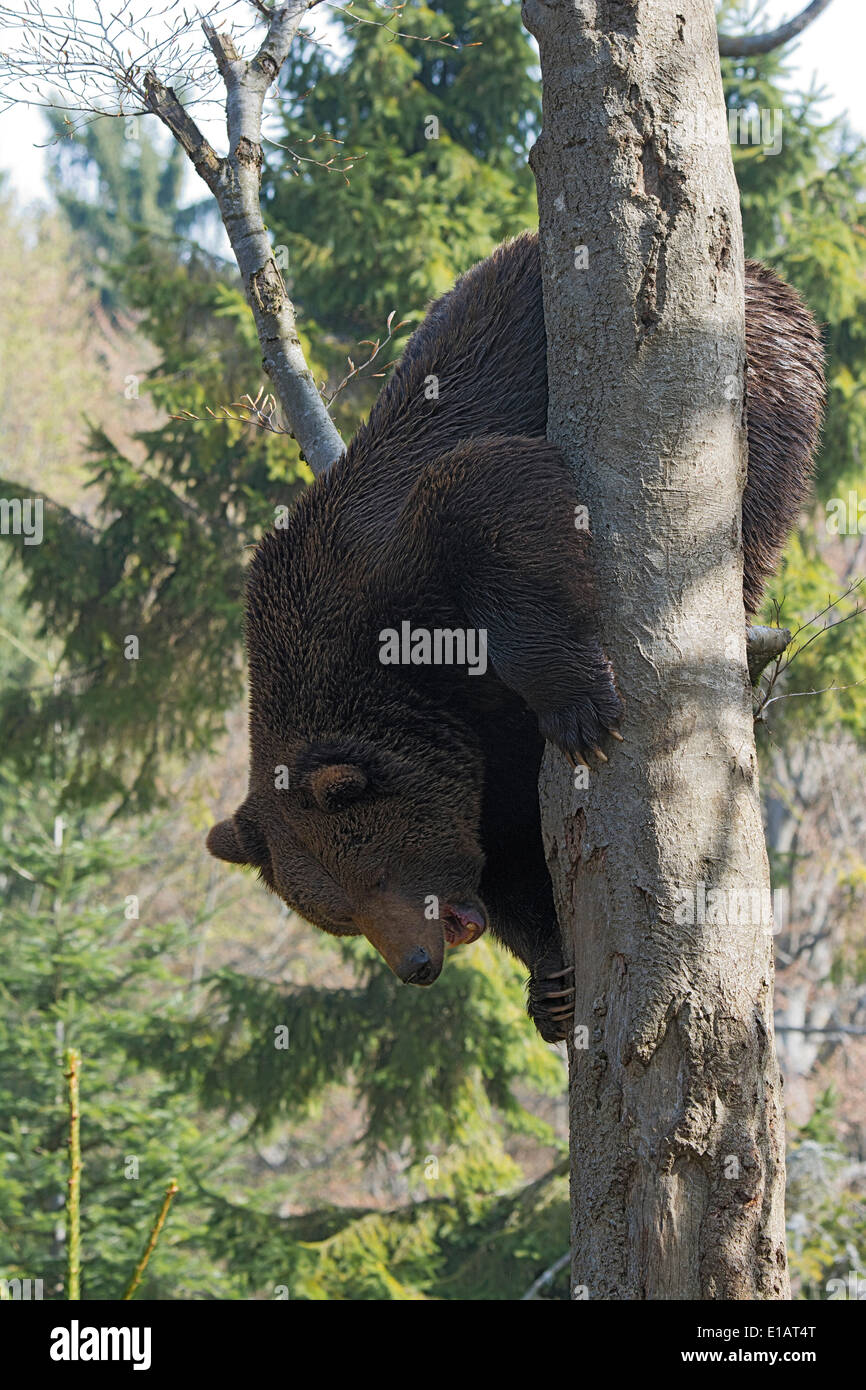 Brown bear (Ursus arctos), male climbing tree, captive, animal ...