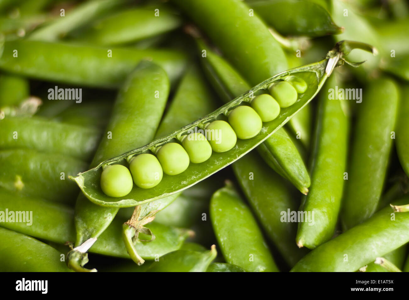 Cut sweet peas hi-res stock photography and images - Alamy