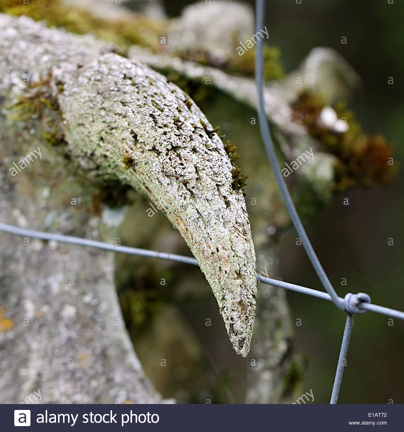Horned cow skull hi-res stock photography and images - Alamy