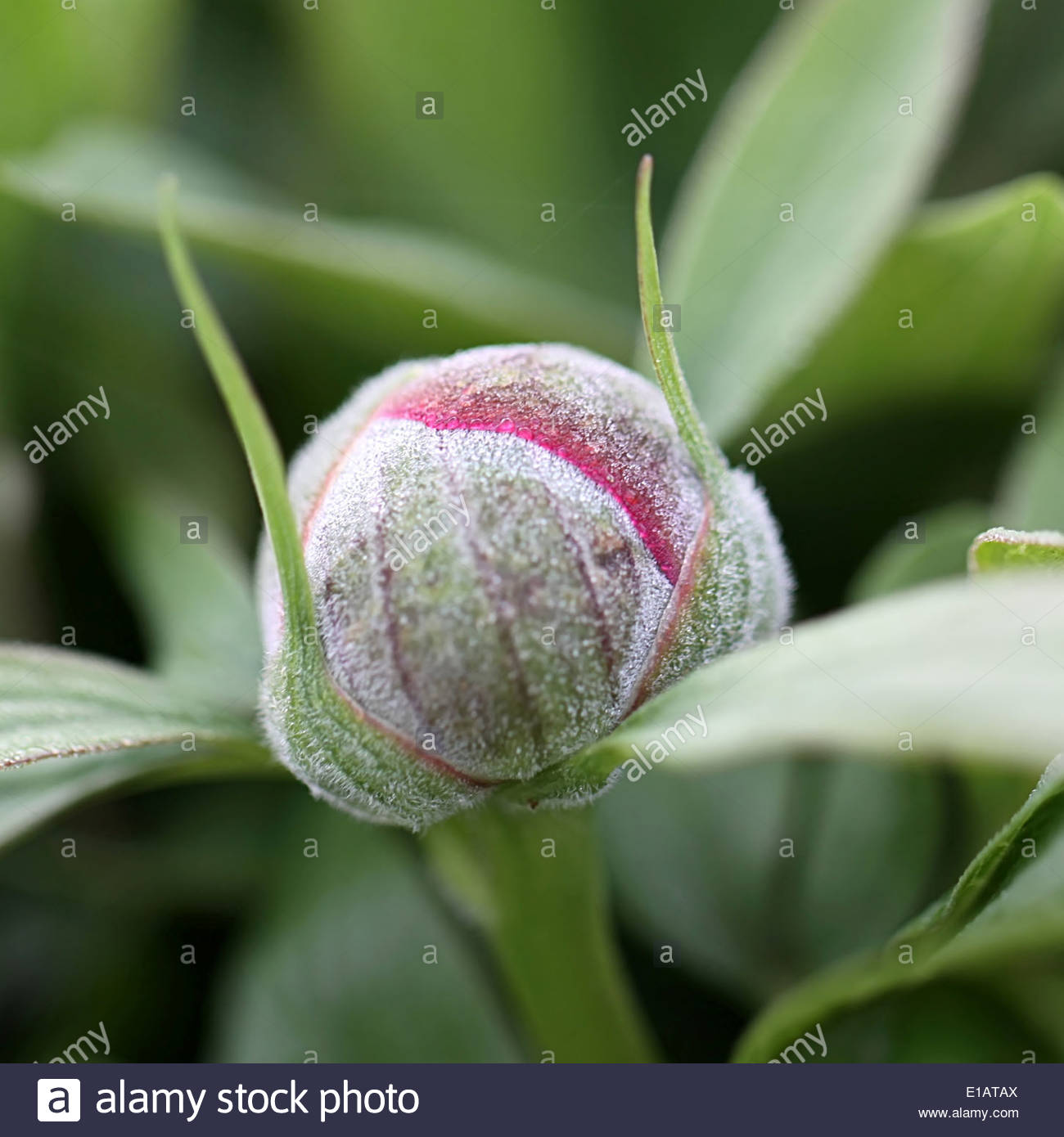 PEONY FLOWER BUD, in South West France Stock Photo - Alamy