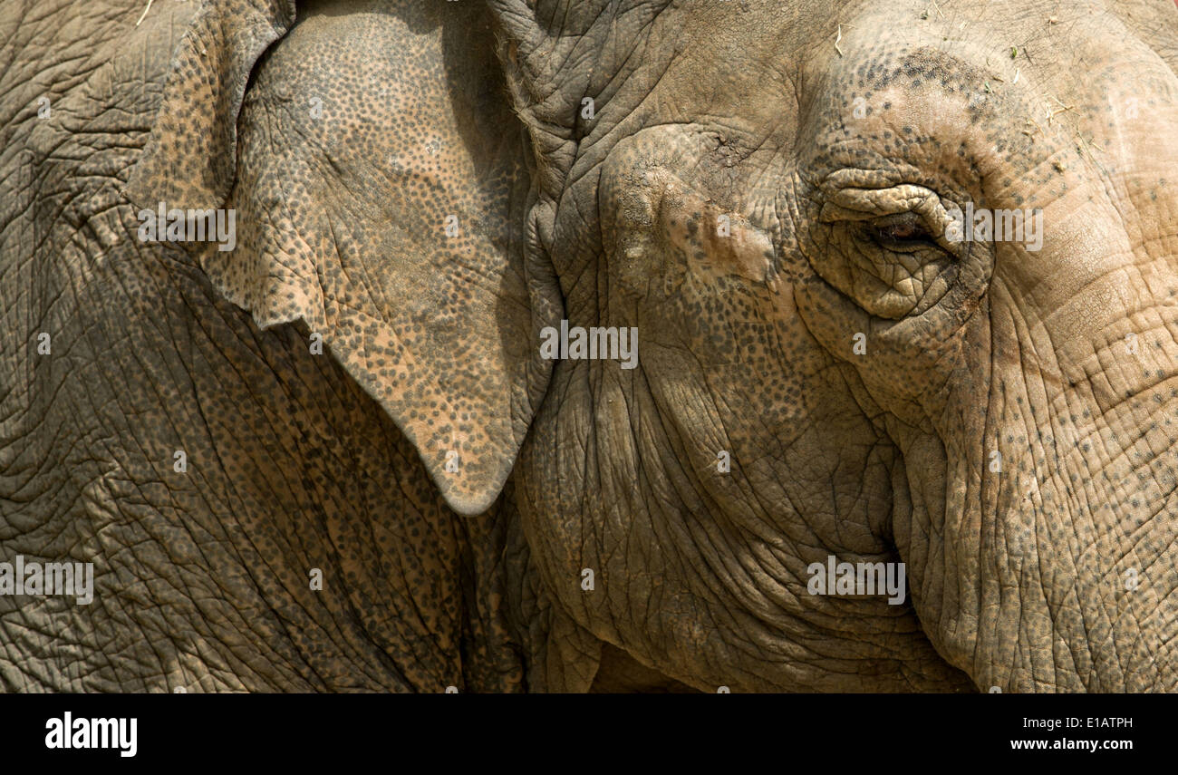 Elep hi-res stock photography and images - Alamy