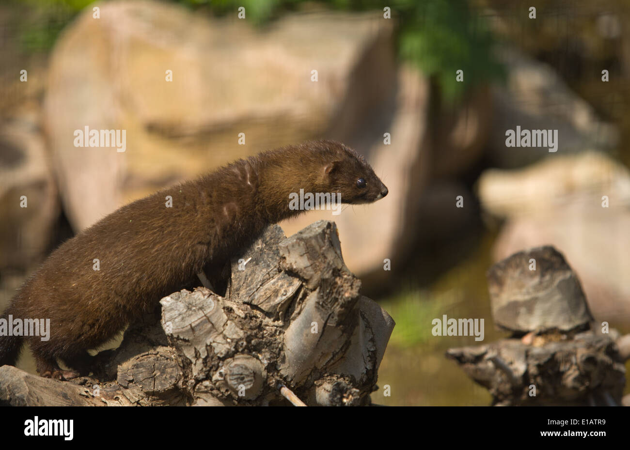 Gazing european mink or mustela lutreola, also known as the Russian ...