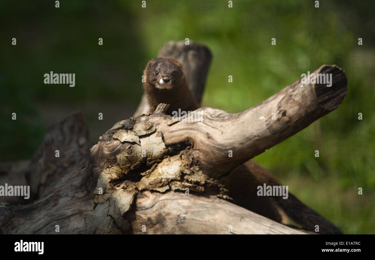 Gazing european mink or mustela lutreola, also known as the Russian ...