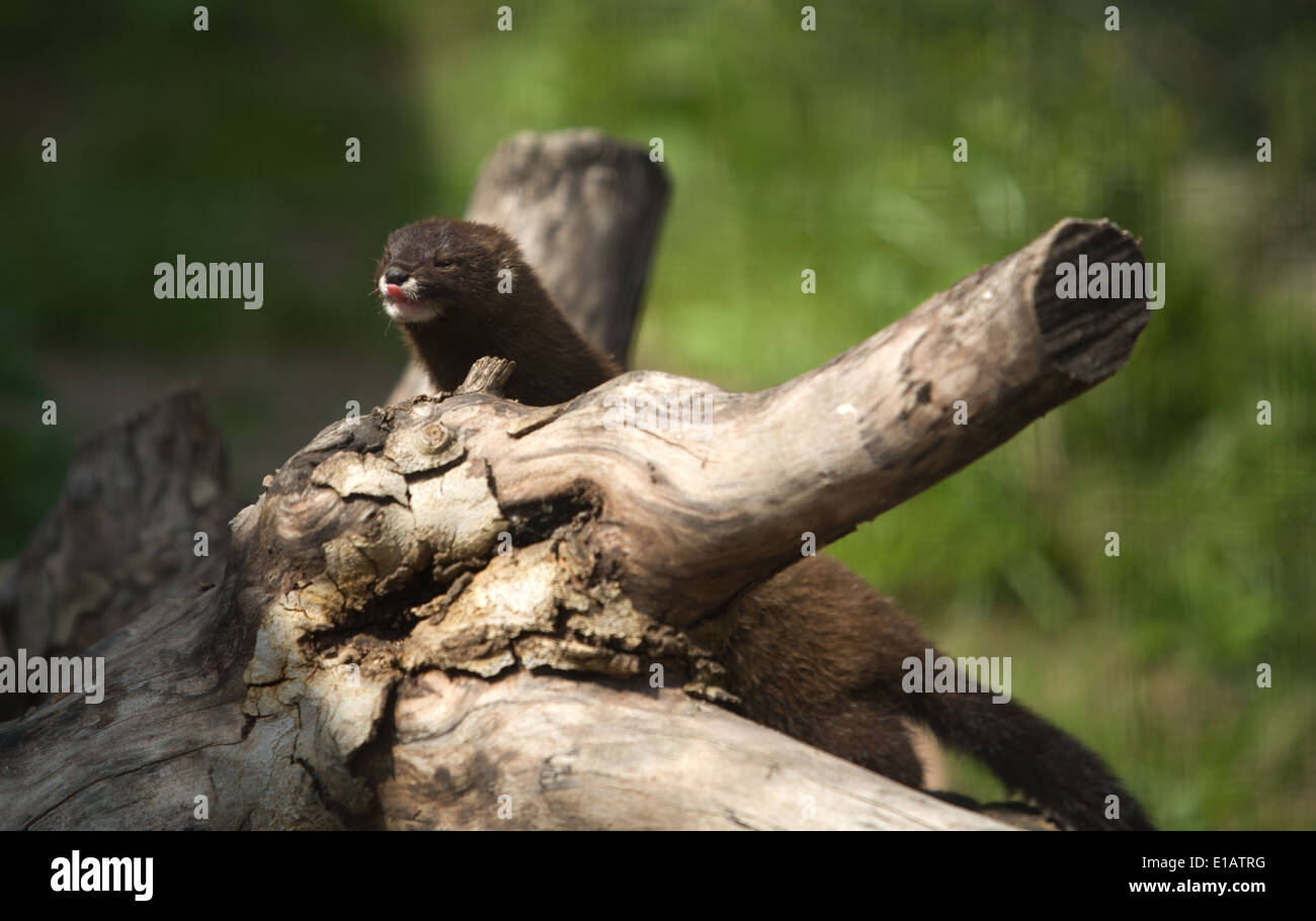 The european mink hi-res stock photography and images - Alamy