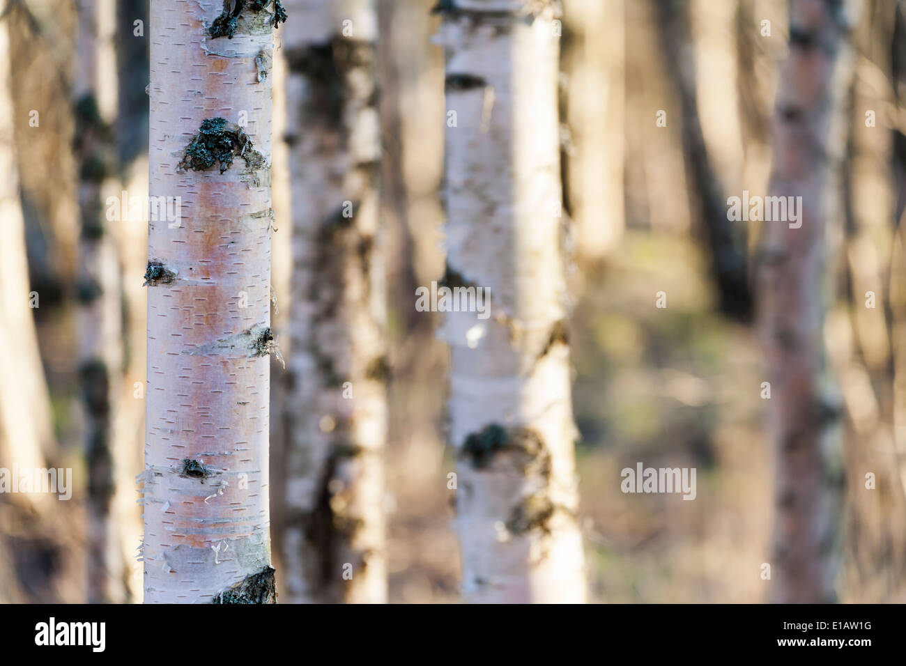 White trunk young birch hi-res stock photography and images - Alamy