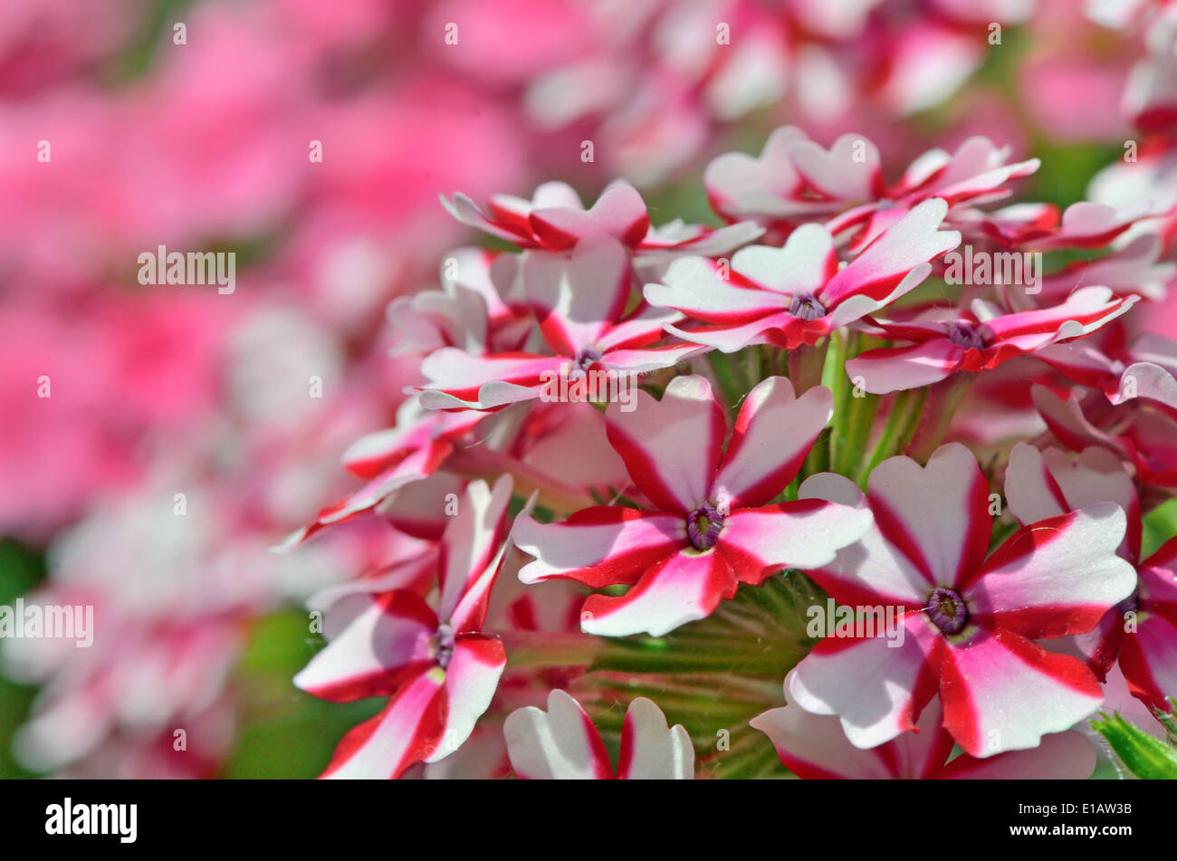 Macro in the garden hi-res stock photography and images - Alamy