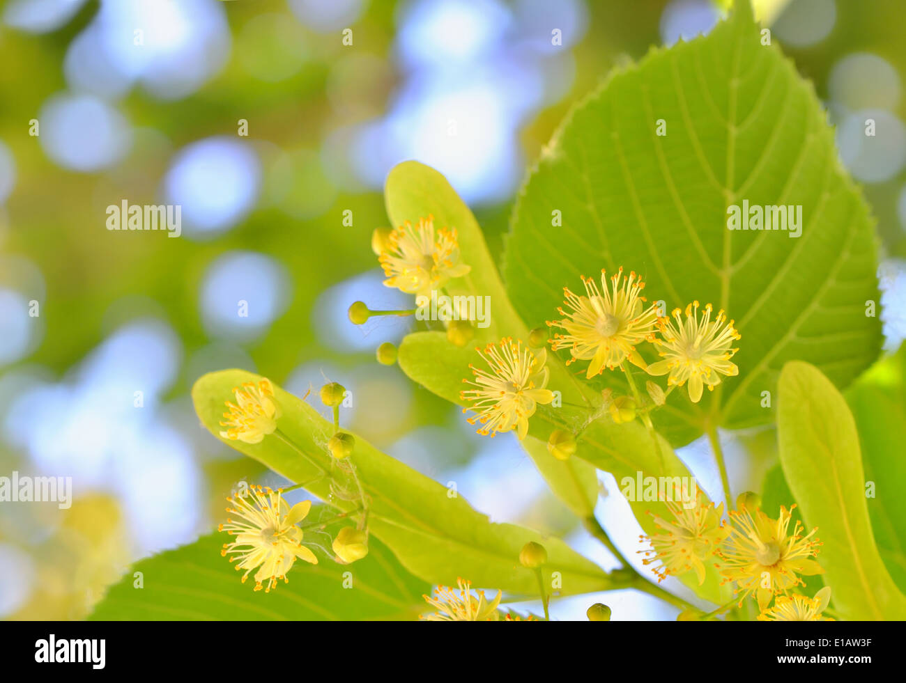 Linden inflorescence hi-res stock photography and images - Alamy