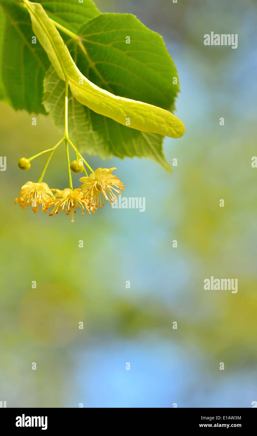 Linden in inflorescence hi-res stock photography and images - Alamy