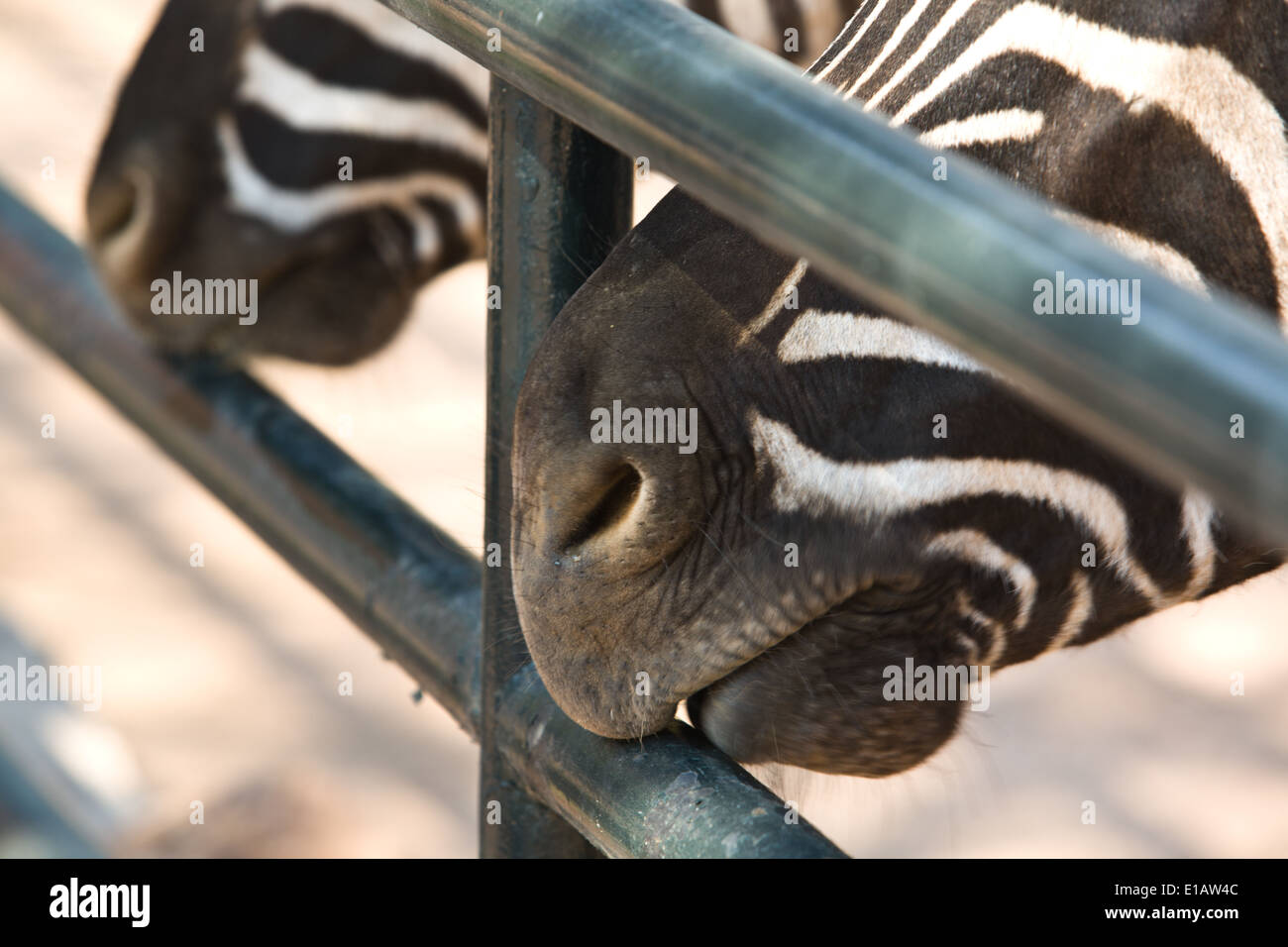 Zebra close-up view and details of its prints, Cordoba Zoo, Spain Stock ...