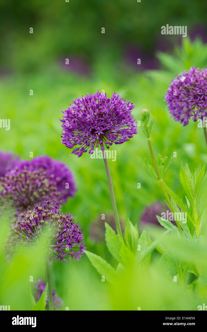Allium hollandicum 'Purple Sensation'. Ornamental Onion flowers Stock ...
