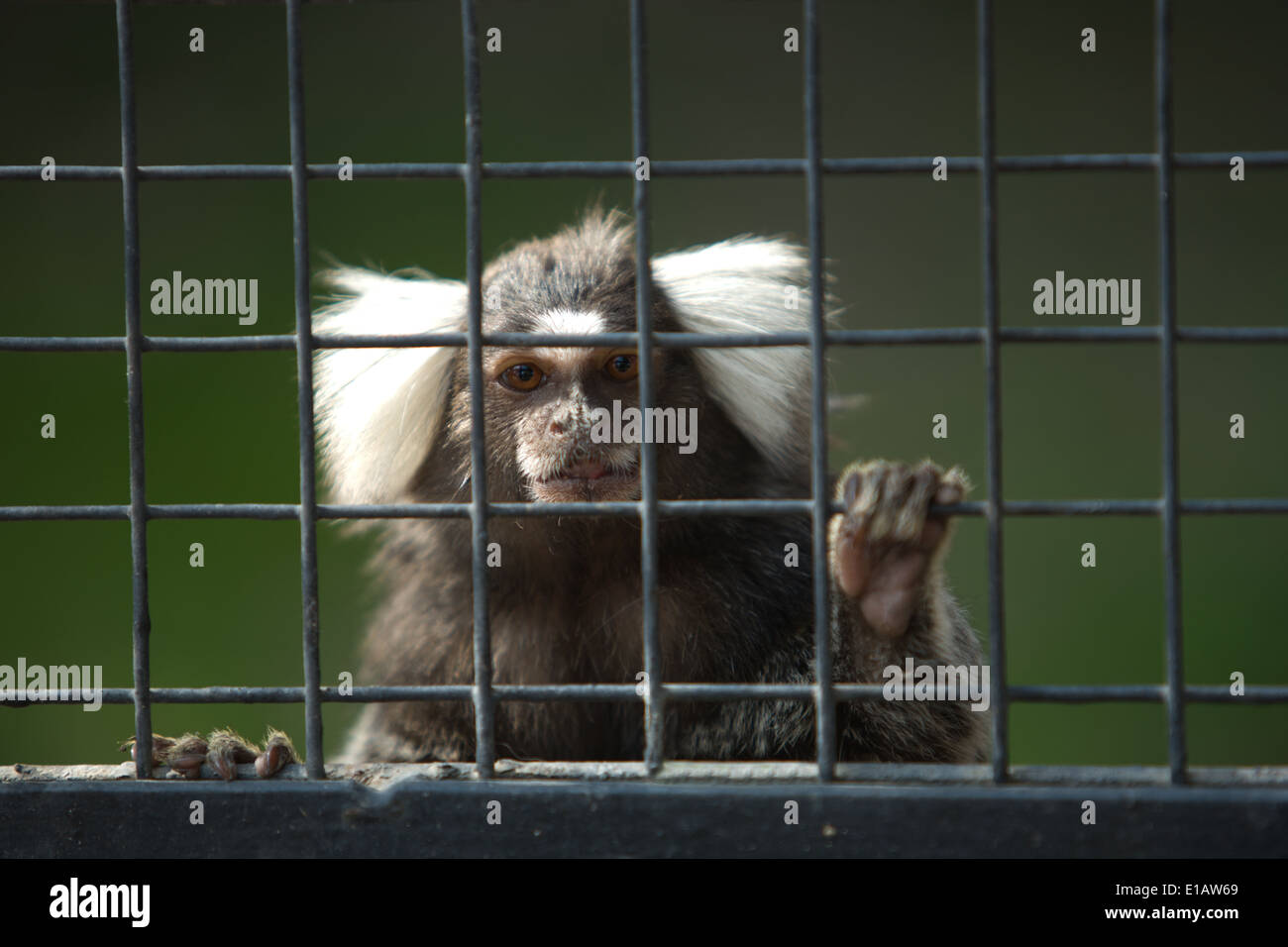 A cute and small common Marmoset, Callithrix jacchus, on zoo cage Stock ...