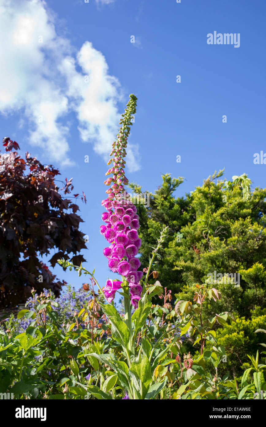 Blue Foxglove High Resolution Stock Photography and Images - Alamy