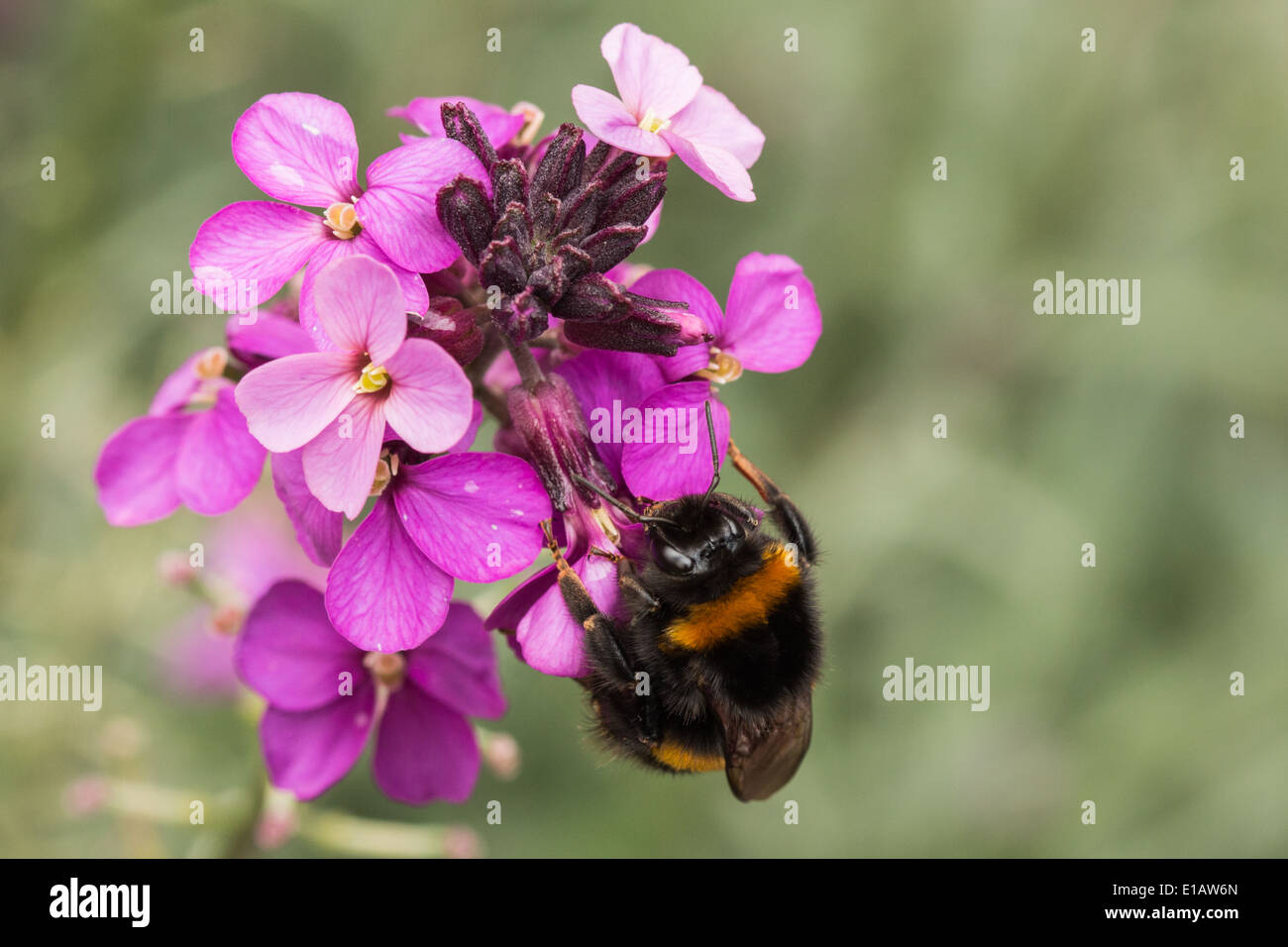 Buff tailed Bumble bee queen, bombus terrestris on pink perennial ...