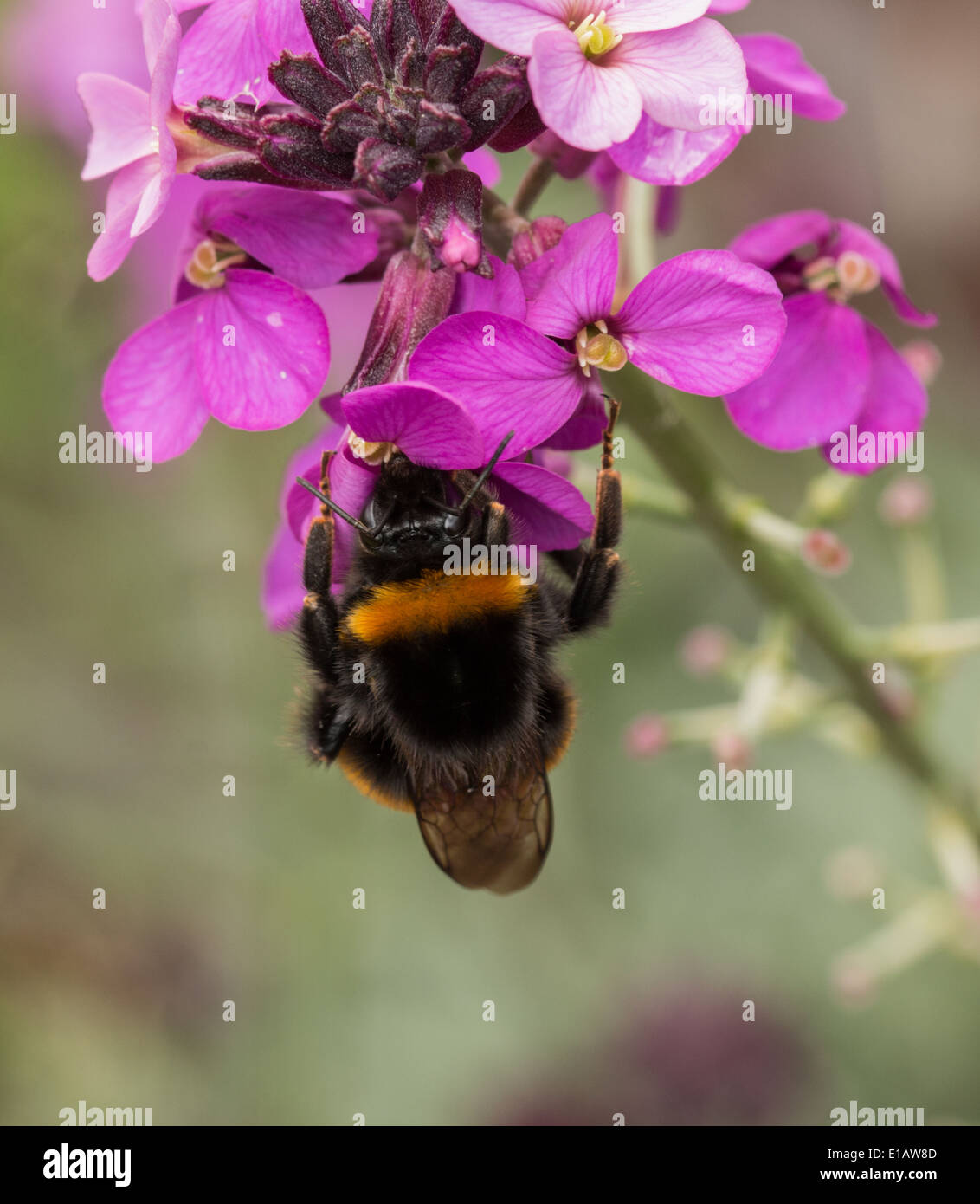 Buff tailed Bumblebee queen, bombus terrestris on pink perennial ...