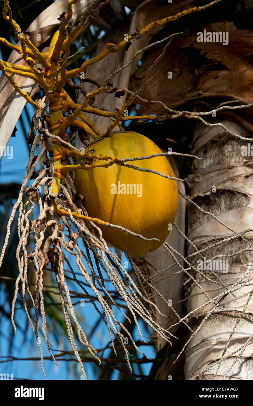 A coconut hanging from a palm tree; Mauritius, The Indian Ocean Stock ...