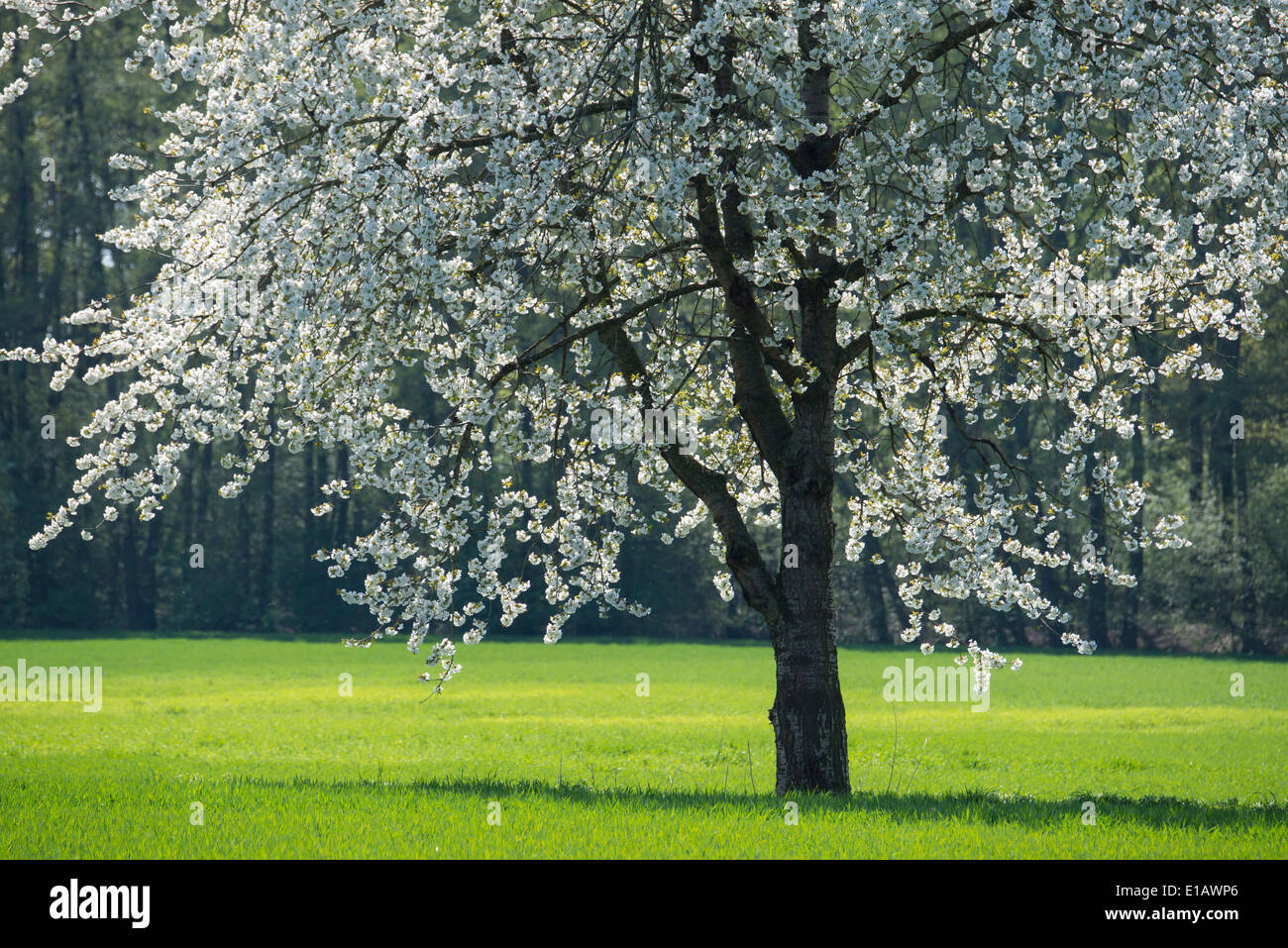 Blooming cherry tree hi-res stock photography and images - Alamy